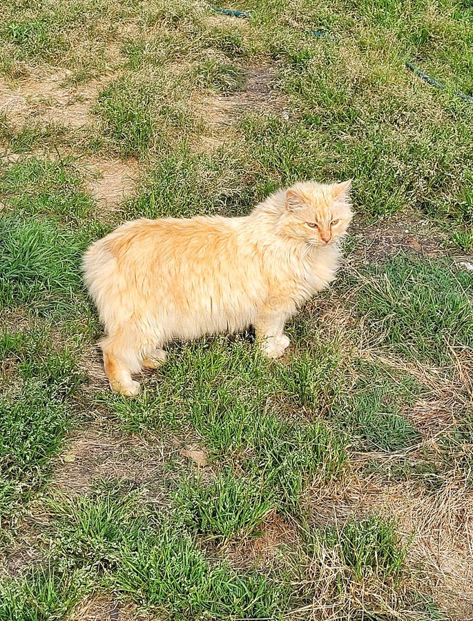 370 Manx Cat Photos - Free & Royalty-Free Stock Photos from Dreamstime