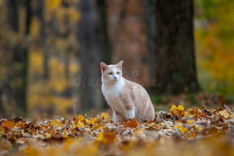 Yellow tabby cat in fall stock photo. Image of wilderness - 132673428