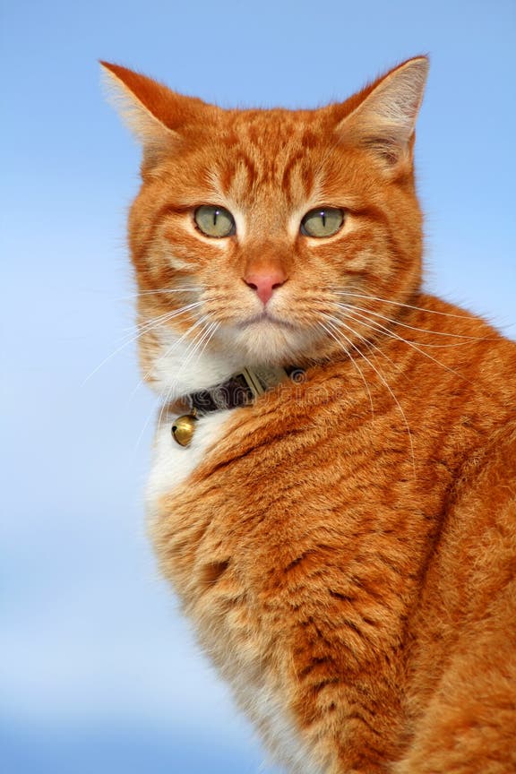 Yellow Tabby Cat Looking 11 Stock Image - Image of stare, yellow: 4292769