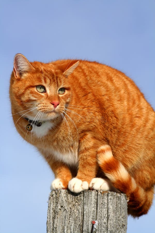 Yellow Tabby Cat Looking 2 stock image. Image of caution - 8515941
