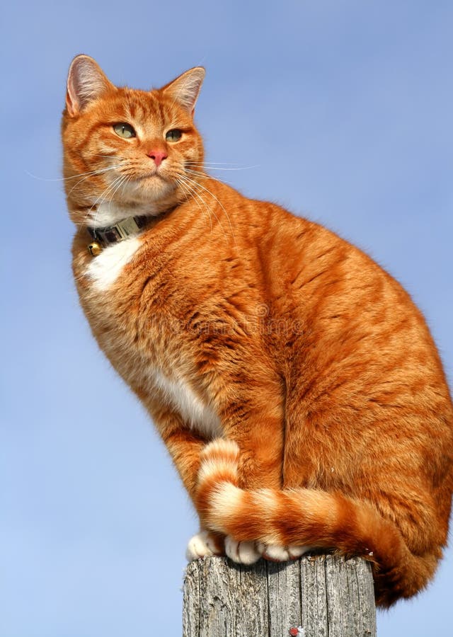 Yellow Tabby Cat Looking 2 stock image. Image of caution - 8515941