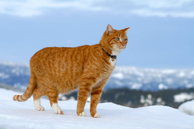 Yellow Tabby Cat Looking 2 stock image. Image of caution - 8515941