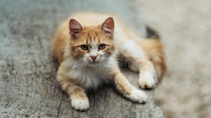 Yellow tabby cat stock image. Image of outdoors, juvenile - 147243465