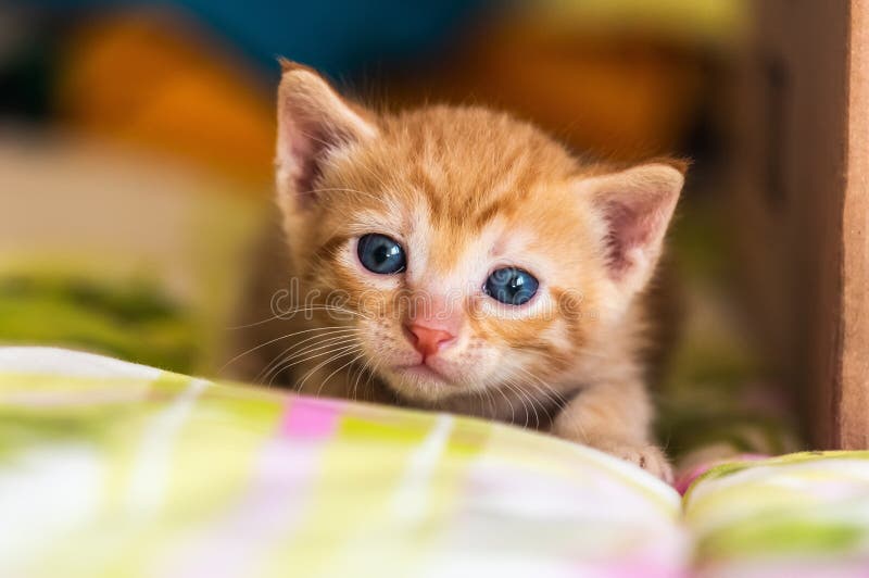 Yellow tabby kitten stock image. Image of blue, kitty - 155674155