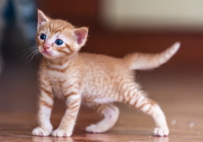 Yellow Tabby Kitten Stock Image Image Of Companion 155674991