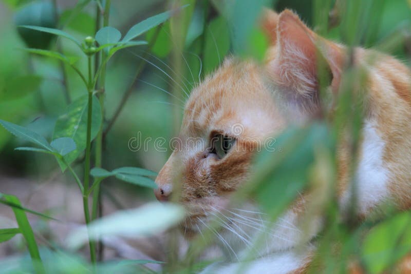 Yellow tabby stock image. Image of head, garden, friend - 66328447