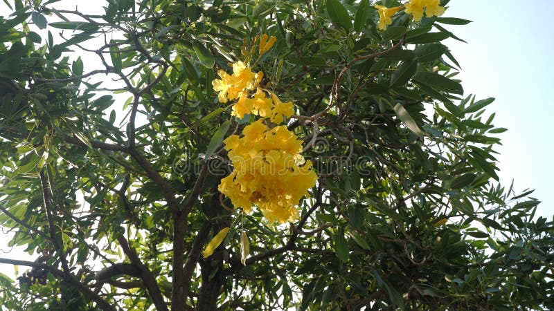 Yellow Tabebuia Aurea Flowers Blooming in Spring Stock Photo - Image of ...
