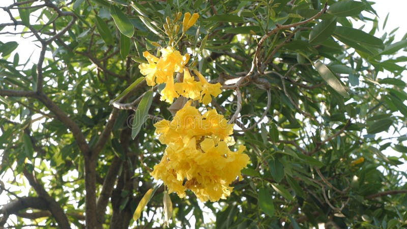 Yellow Tabebuia Aurea Flowers Blooming in Spring Stock Image - Image of ...