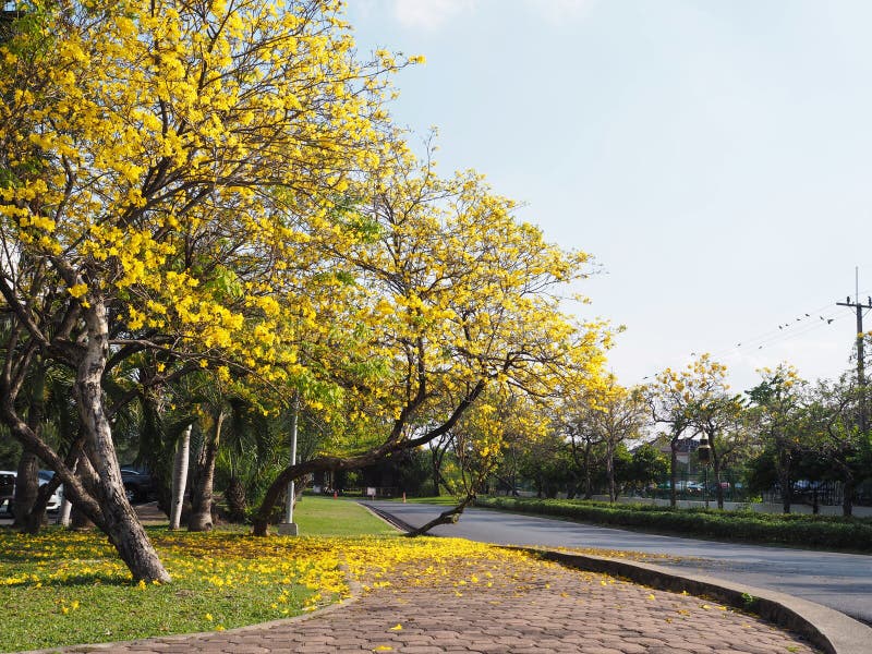 Yellow Tabebuia Rosea Tree and Flowers Fall on Grass Ground Stock Photo ...