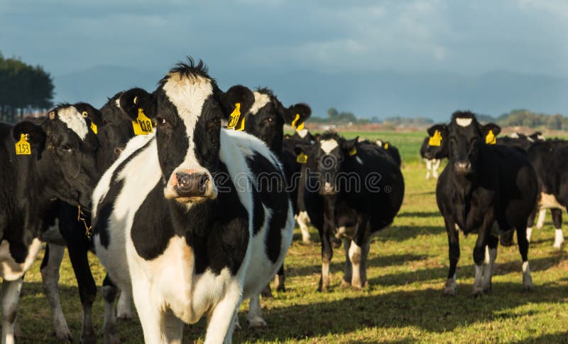 Yellow Tag Cows stock image. Image of pregnancy, grazing - 41804469