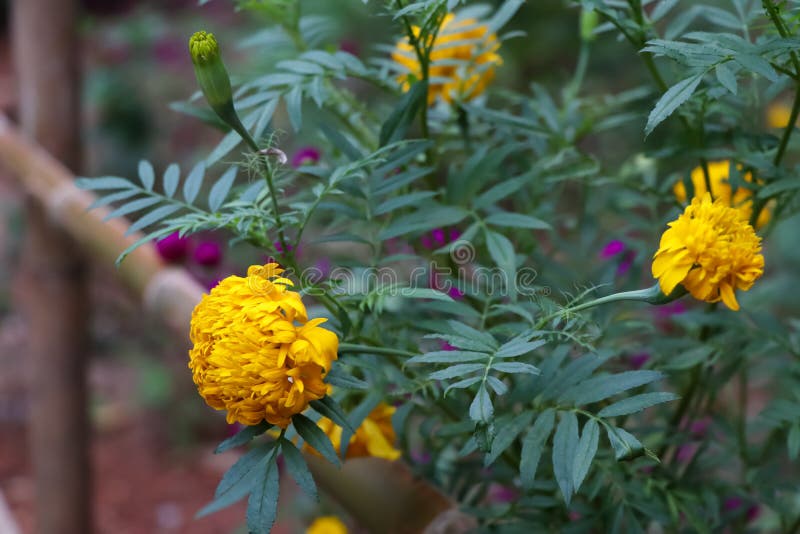 Yellow Tagetes erecta stock image. Image of leaf, color - 201258279