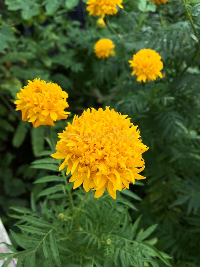 Yellow Tagetes Erecta Flower Stock Image - Image of gold, meadow: 216295593