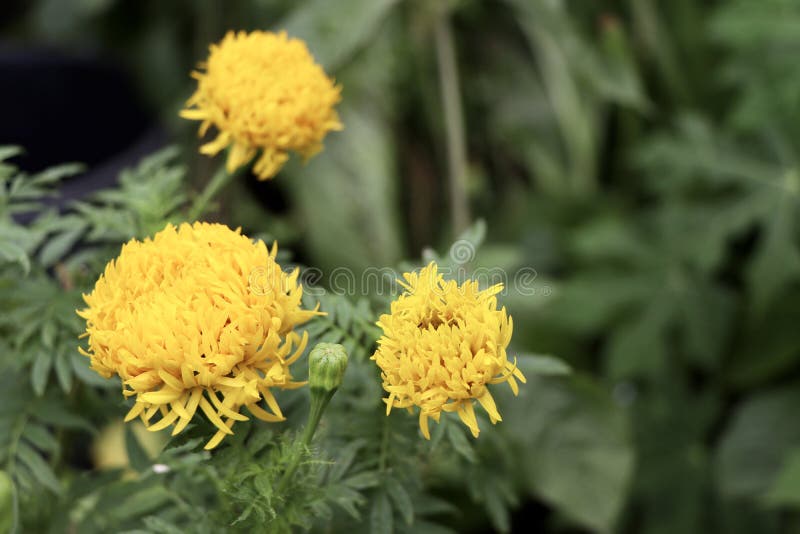 Yellow Tagetes Erecta Flower Stock Image - Image of gold, meadow: 216295593