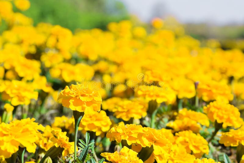 Yellow Tagetes Flowers at Meadow Stock Photo - Image of flower, foliage ...