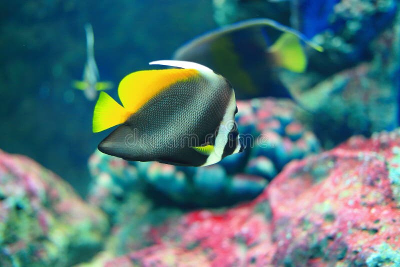 Yellow tail butterfly fish stock photo. Image of aquarium - 54029908
