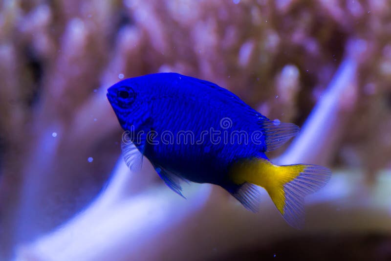 Blue Regal Tang (paracanthurus Hepatus) Isolated Stock Image - Image of ...