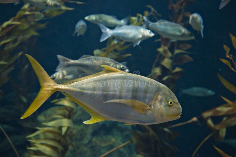 Yellow tail fish stock photo. Image of closeup, fish - 23559150