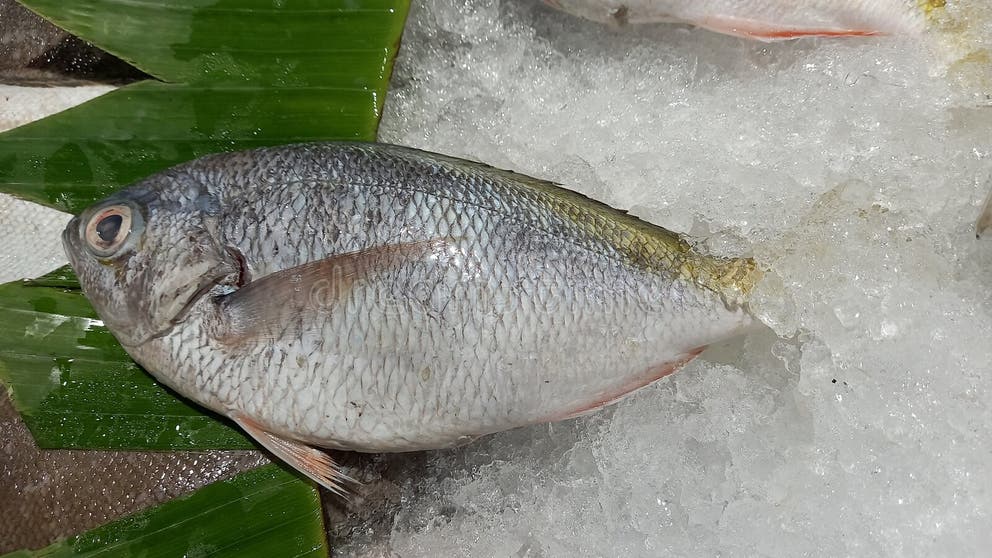 Yellow Tail Fish on Ice in Local Fish Market, Central Java, Indonesia ...