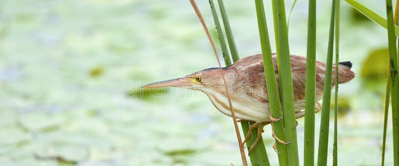 Yellow tail Jian stock image. Image of decoration, timing - 31823503