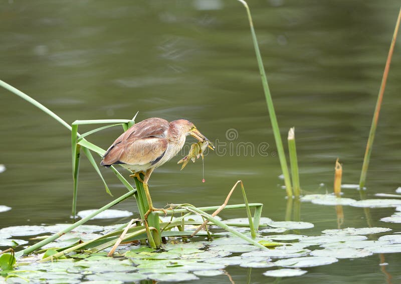 Yellow tail Jian stock image. Image of animals, yellow - 31824397