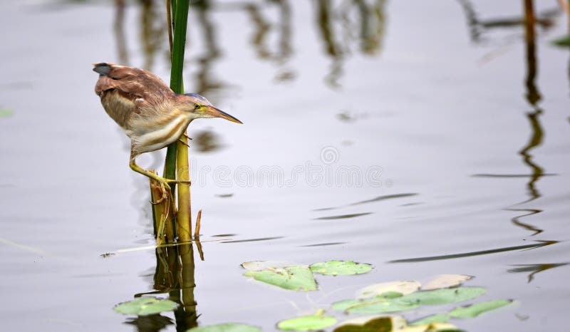 Yellow tail Jian stock image. Image of foraging, ponds - 32099303
