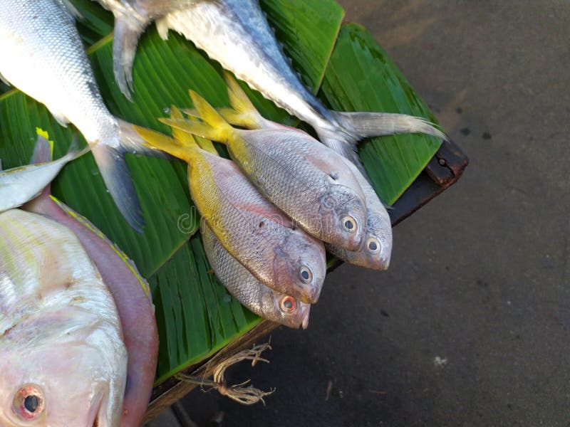 Yellow Tail Ocean Fish, Fresh Food from Marine Stock Image - Image of ...