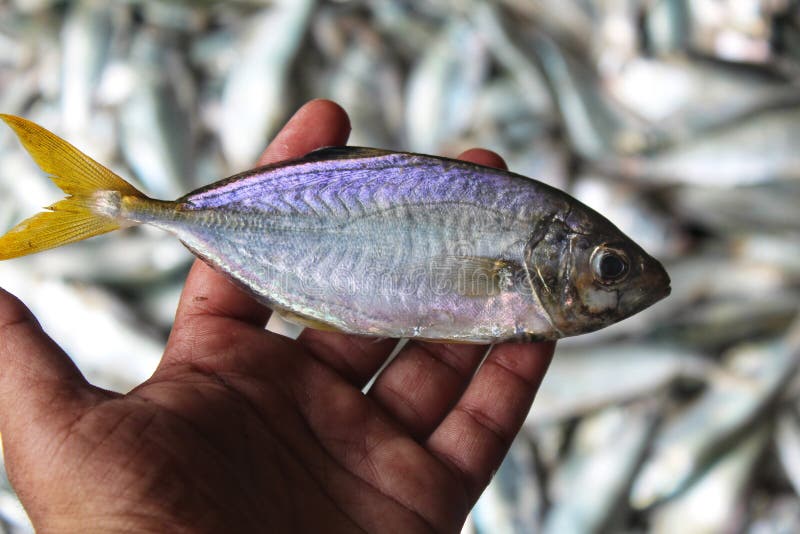 176 Scad Tail Yellow Stock Photos - Free & Royalty-Free Stock Photos ...