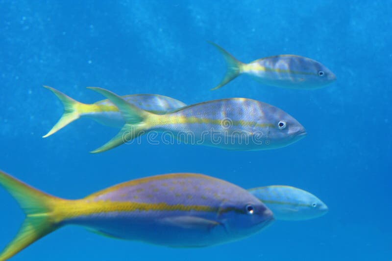 School of yellow tail fish stock image. Image of nature - 11329111