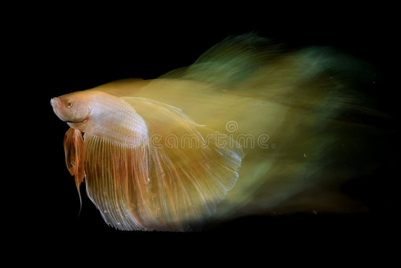 Yellow Tail, Siamese Fighting, Fish Red Galaxy, Half Moon, Slow Motion ...