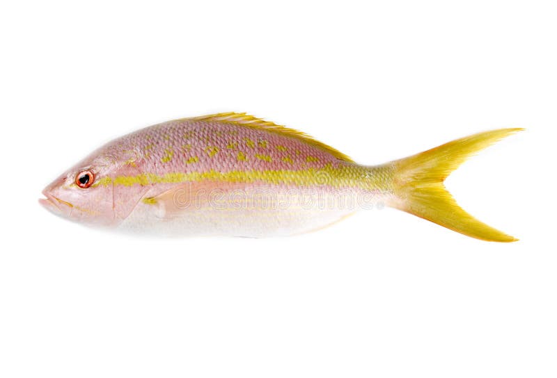Yellow Tail Snapper stock image. Image of snapper, seafood - 18139739