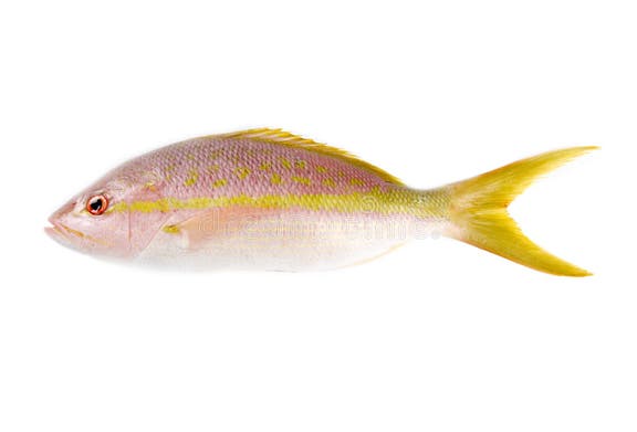 Yellow Tail Snapper stock image. Image of snapper, seafood - 18139739