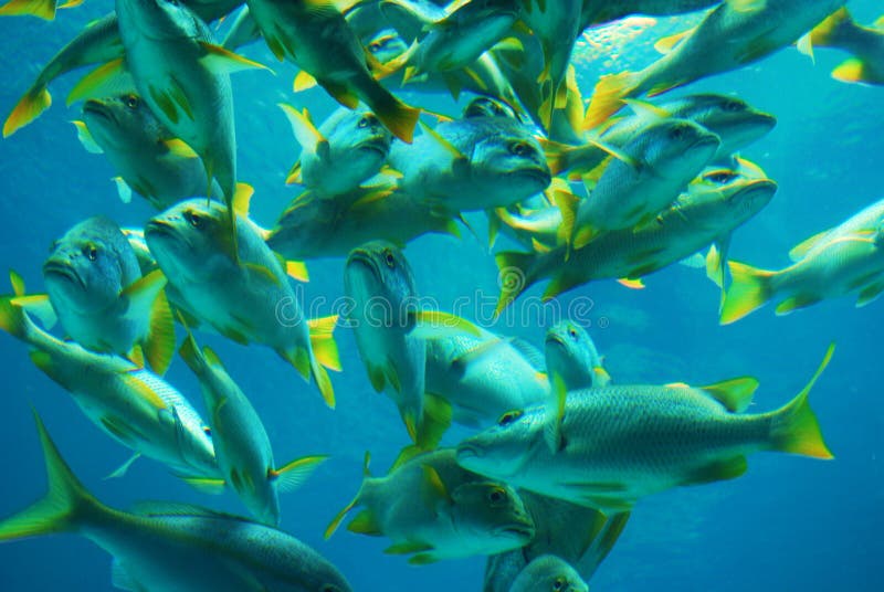 Yellow tail snapper fish stock photo. Image of caribbean - 79893870