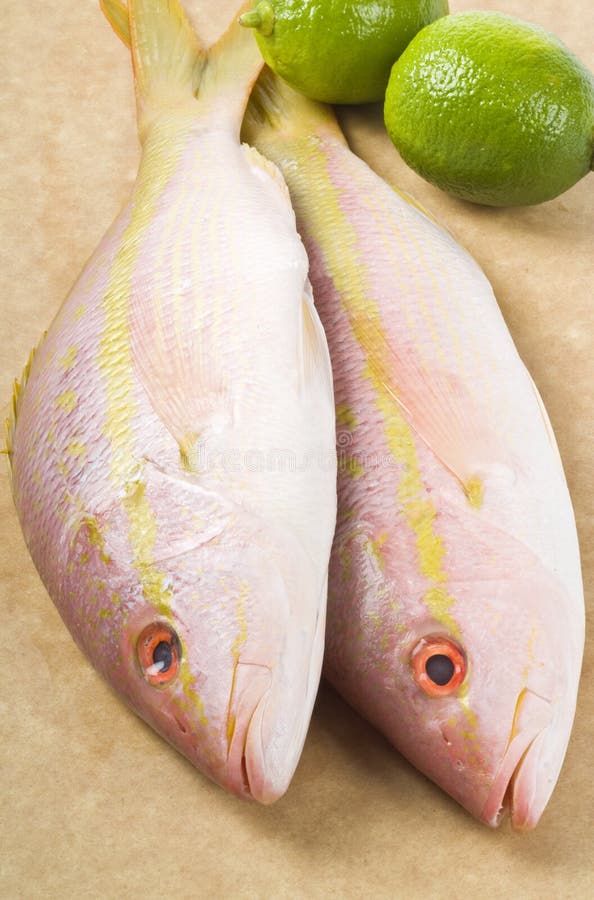 Yellow tail snapper fish stock photo. Image of caribbean - 79893870