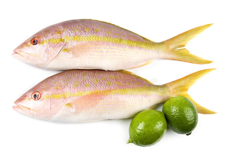 Yellow tail snapper fish stock photo. Image of caribbean - 79893870