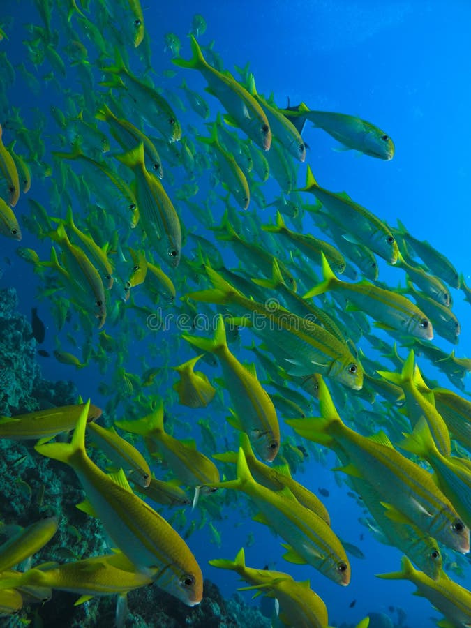Yellow Tail Surgeon Fish at Great Barrier Reef Stock Photo - Image of ...