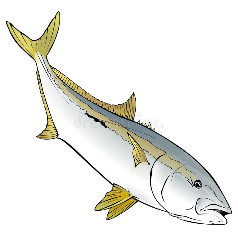 Yellowtail Fish Tattoos 260+ Yellow Tail Fish Stock Illustrations,