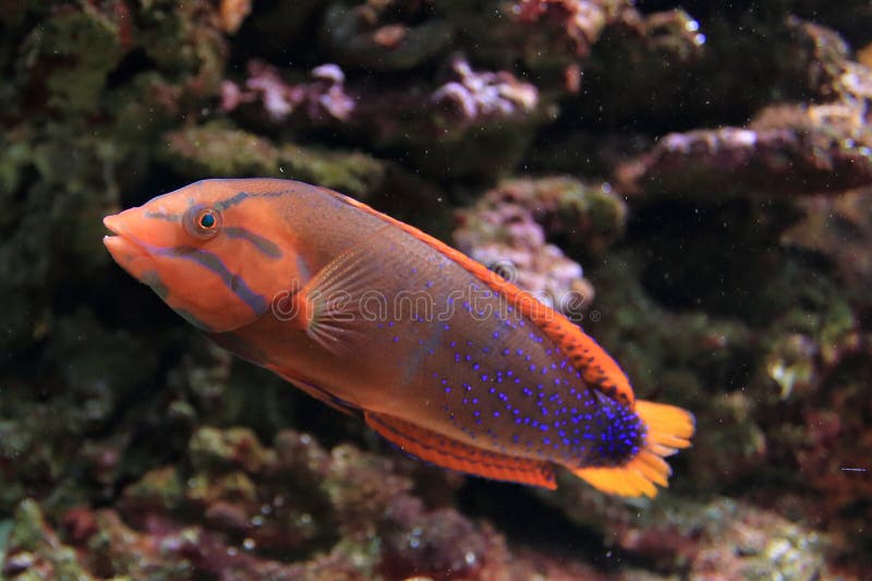 Yellow-tailed coris stock photo. Image of adult, floating - 296919778