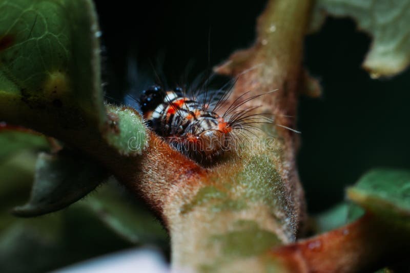 Yellow Tailed Moth - Euproctis Similis Stock Photo - Image of closeup ...