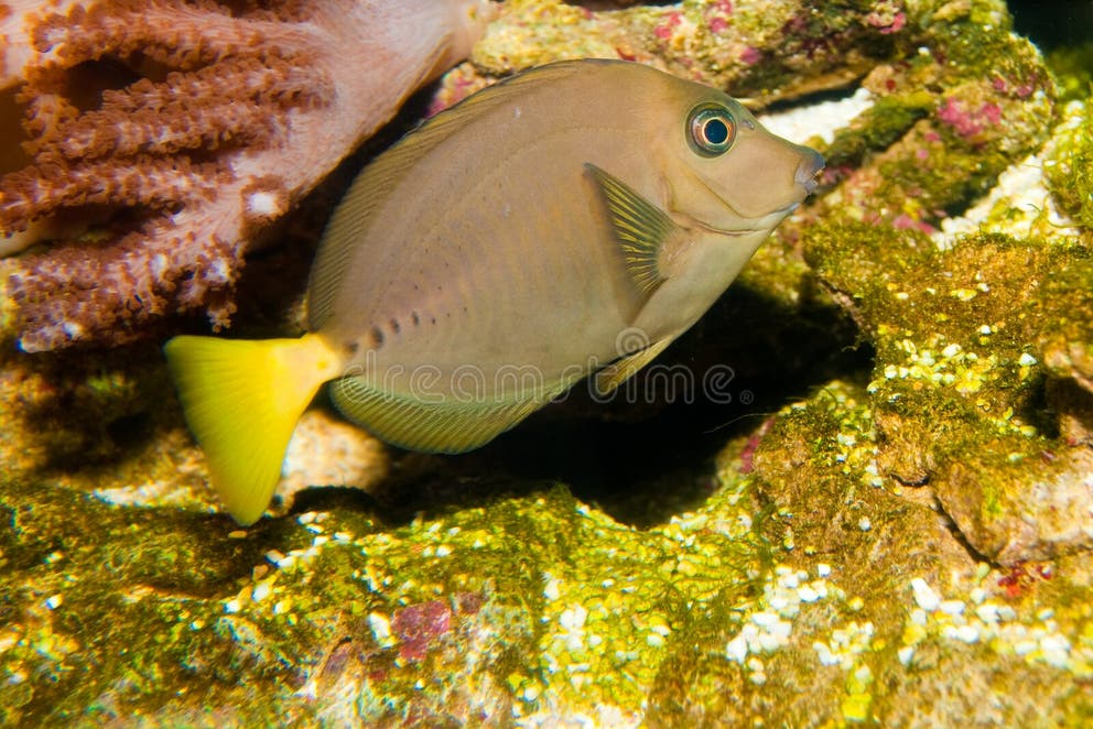 Yellow Tailed Razor Surgeonfish Stock Image - Image of tropical ...