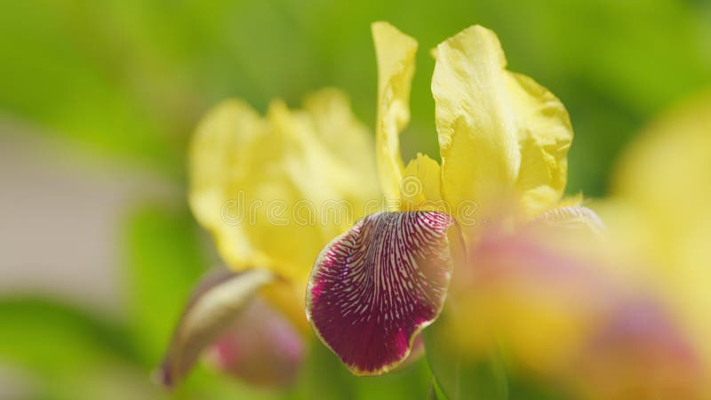 Yellow Tall Bearded Iris. Iris Variegata. Spring or Early Summer ...