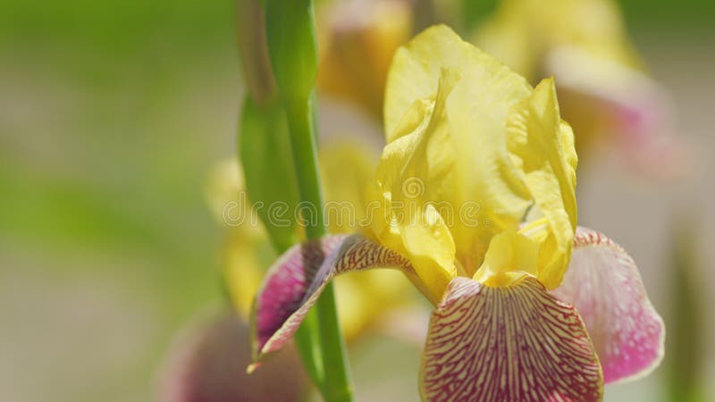 Yellow Tall Bearded Iris. Iris Variegata. Spring or Early Summer ...