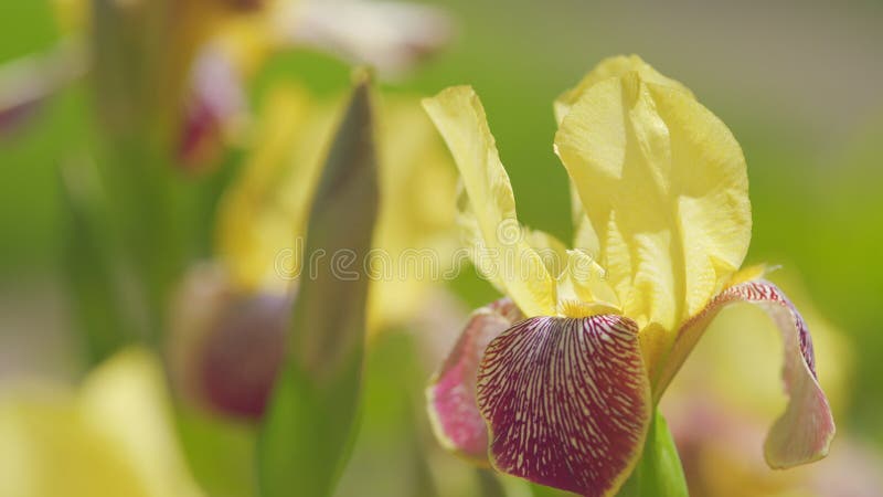 Yellow Tall Bearded Iris. Iris Variegata. Spring or Early Summer ...