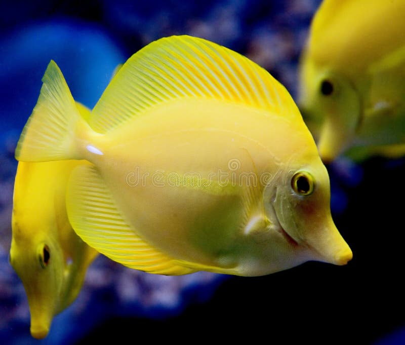 Yellow tang 1 stock photo. Image of scene, underwater - 5395814
