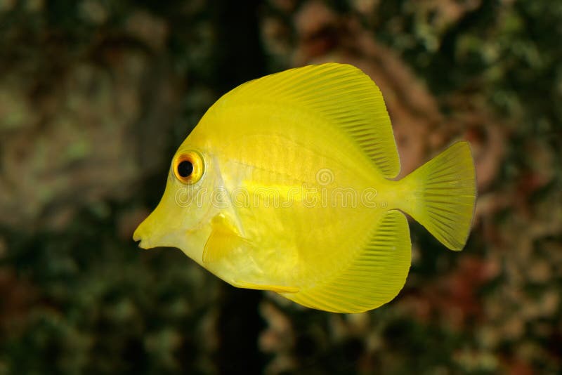 Yellow Tang stock image. Image of animal, swim, color - 1232017