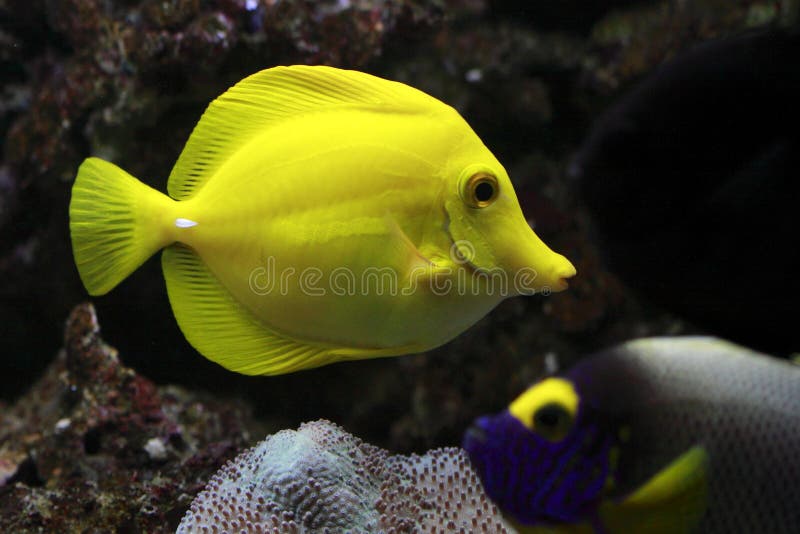 Yellow tang stock image. Image of fish, wild, animal - 13199719