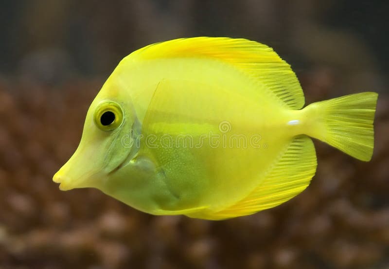 Yellow Tang Fish in Aquarium Stock Image - Image of reef, lively: 3334149