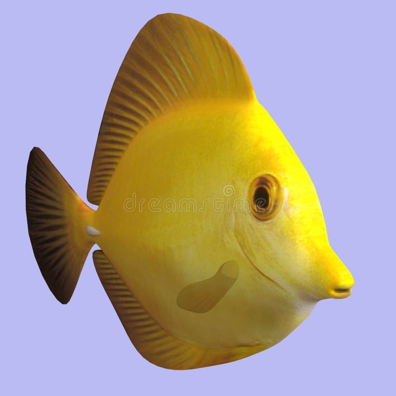 Yellow tang fish stock vector. Illustration of tang, aquarium - 1922617