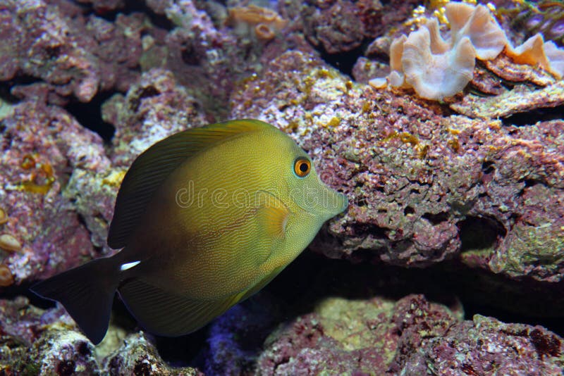 Yellow tang stock image. Image of profile, animal, travel - 48043677