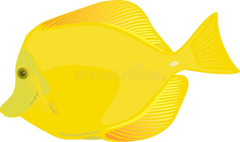Yellow tang fish stock vector. Illustration of tang, aquarium - 1922617