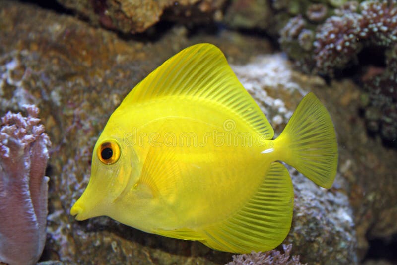 Yellow tang fish 2 stock photo. Image of life, reef, hawaii - 18427132